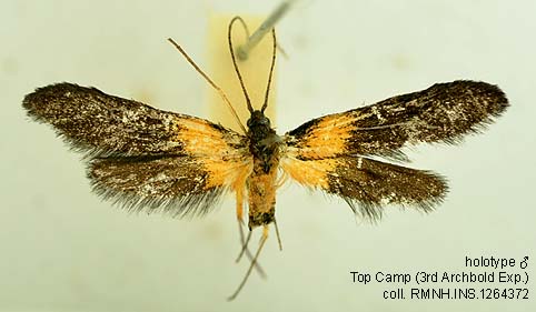 Papua Insects Foundation (Lepidoptera/Psychidae/Apoecis stenomorpha)